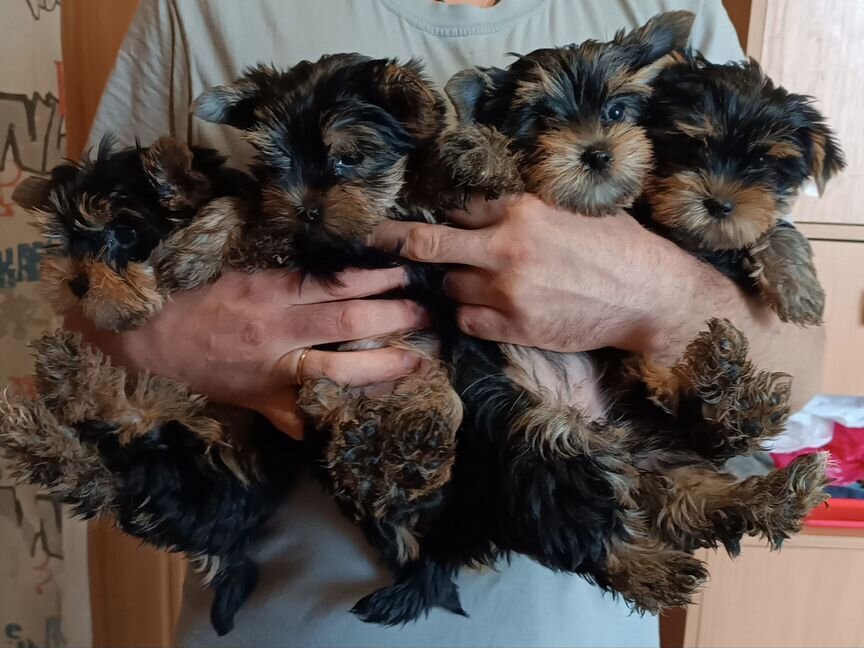 Щенки йоркширского терьера