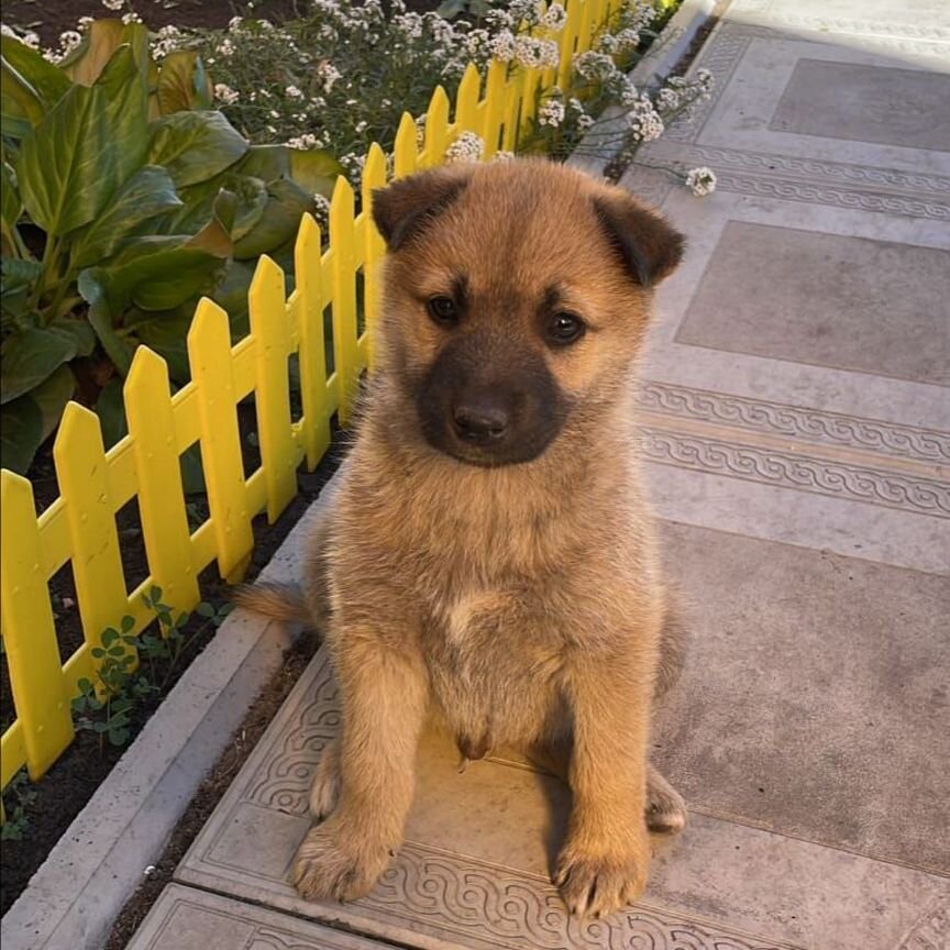 Щенята в добрые руки