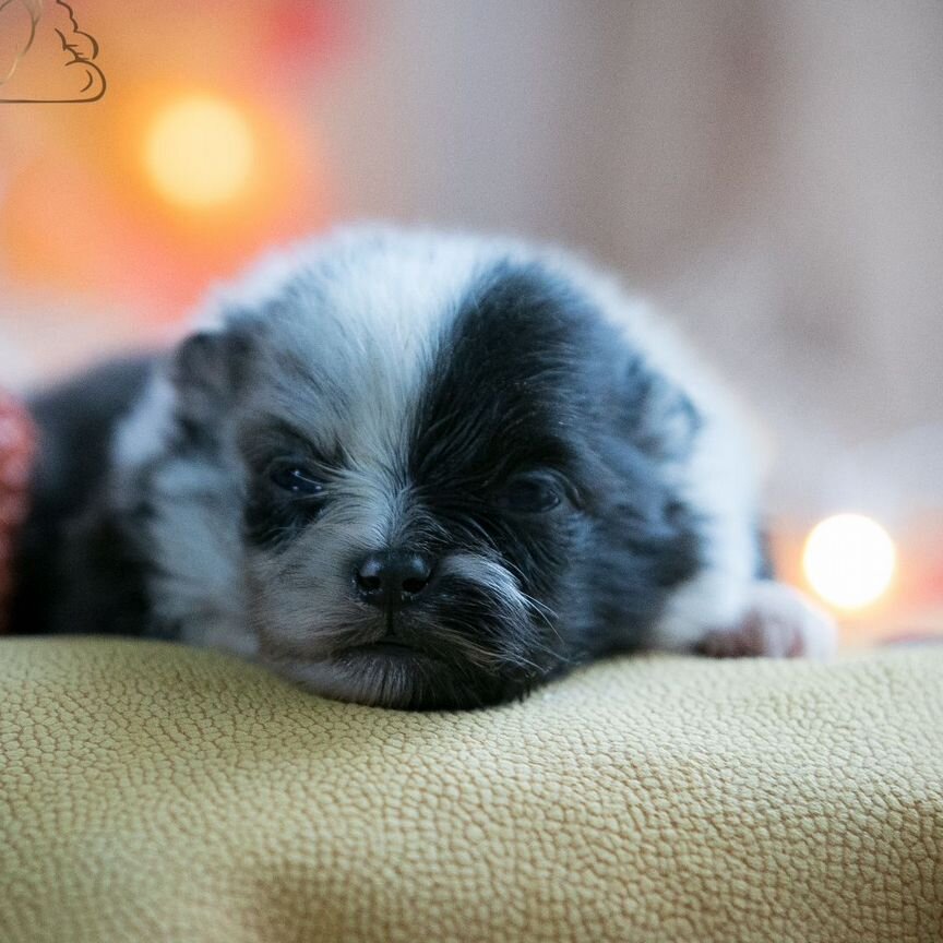 Померанский шпиц медвежьего типа