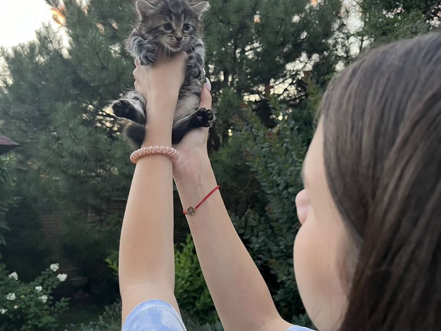 Котенок (кошечка) домашний, чистый