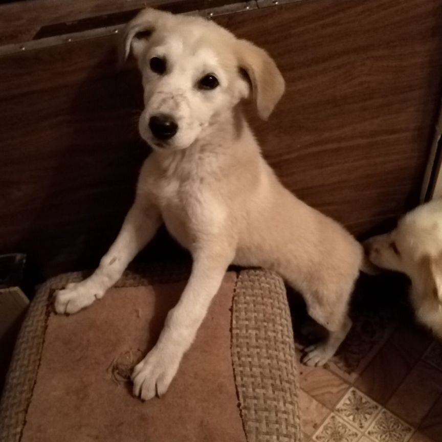 Найден щенок мальчик, 2 мес. Нужен дом