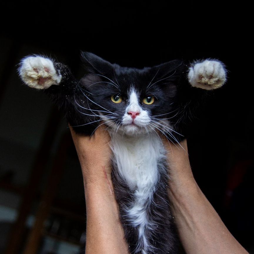 Котенок ищет дом