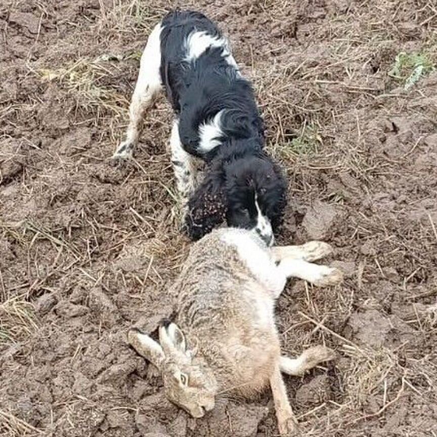 Английский спрингер-спаниель, щенок