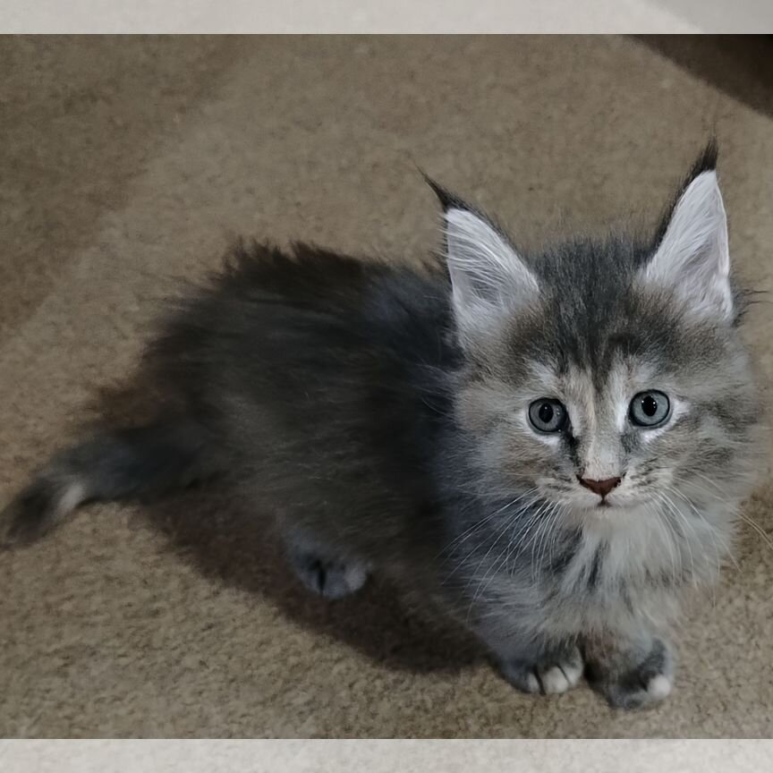 Мейн-кун котёнок