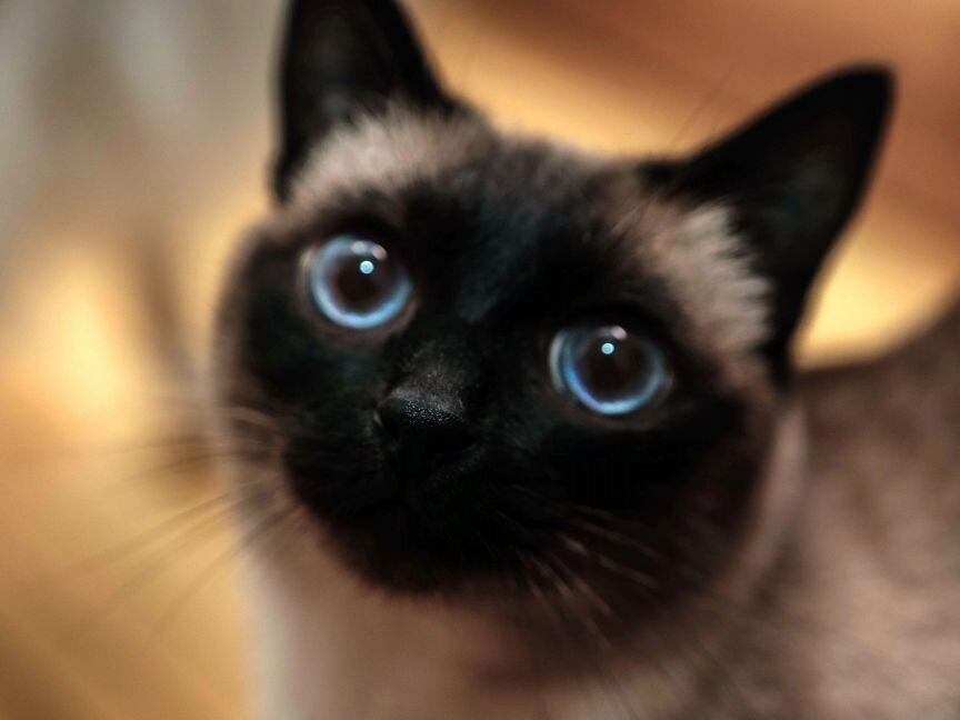 Тайская кошка