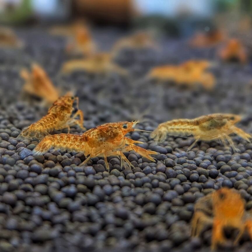 Раки карлики в аквариуном магазине ассортимент