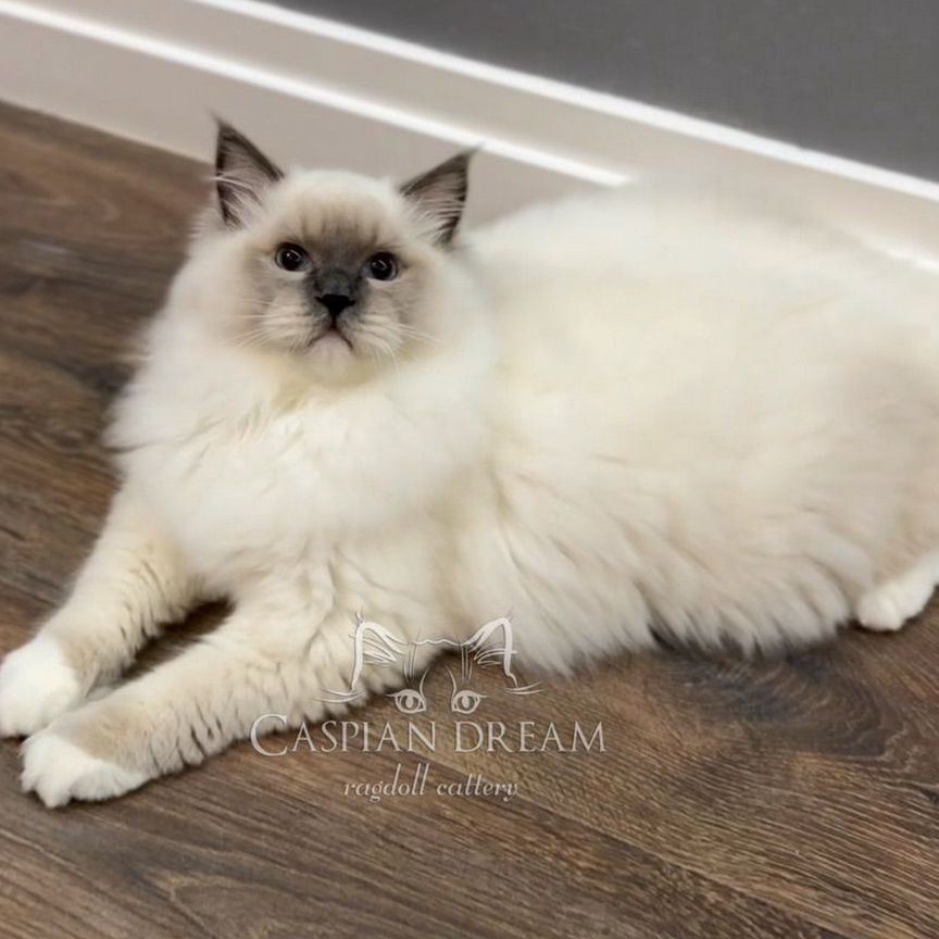 Рэгдолл котёнок