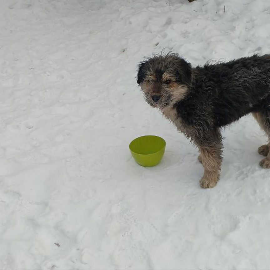 Щенок в добрые руки