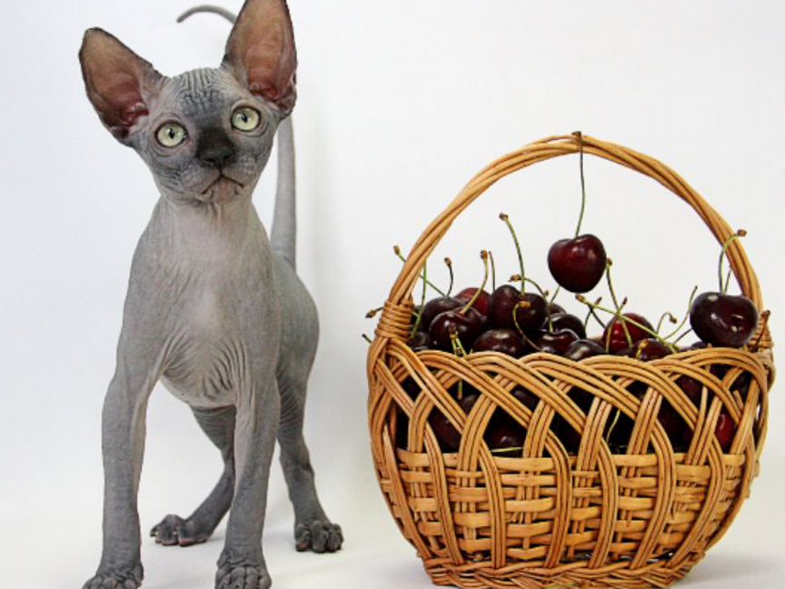 Класснючая Смешнючая Обнимательная Целовательная)