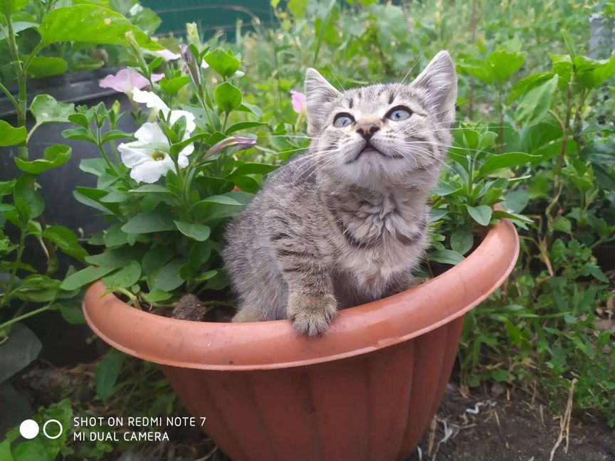 Котята от кошки крысоловки,в дар
