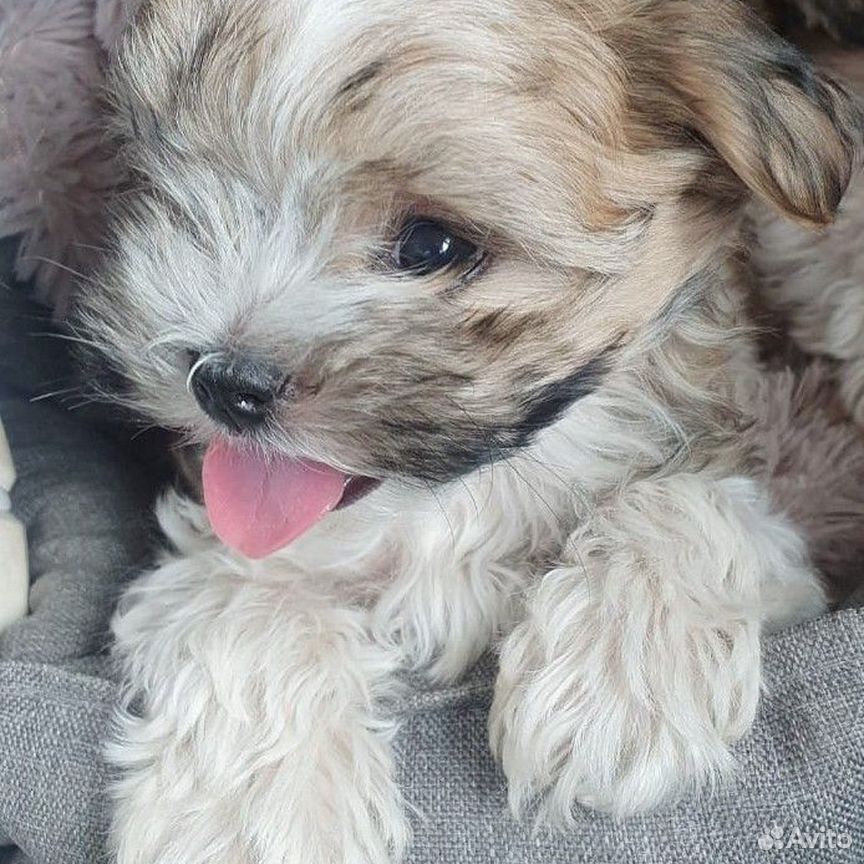 Щенки мальтипу мини