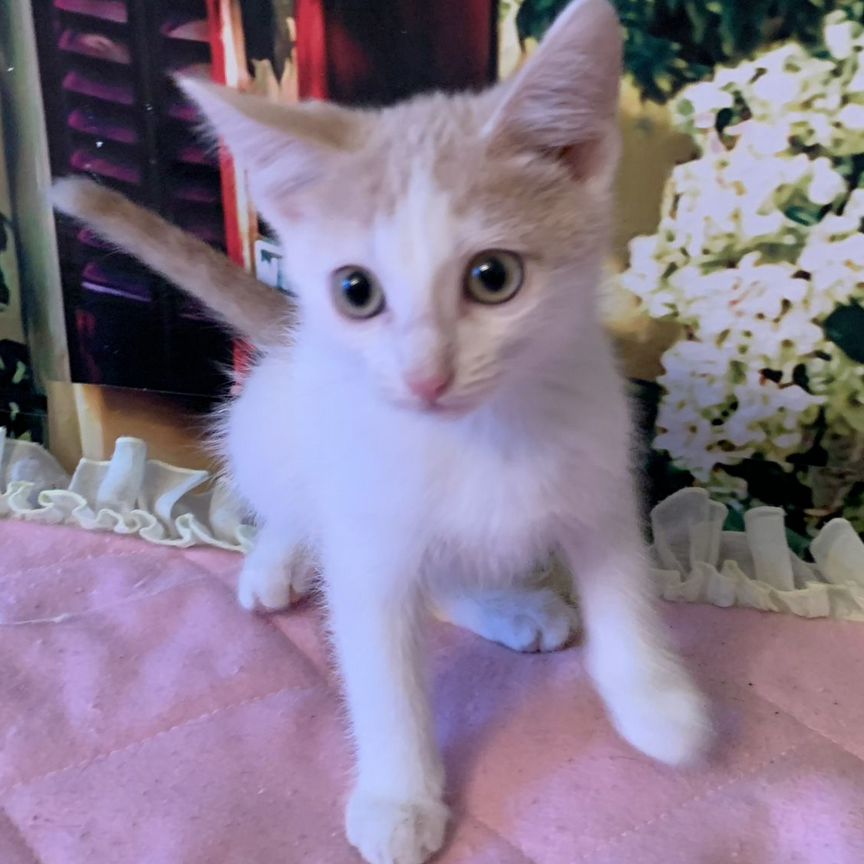 Котёнок в добрые руки