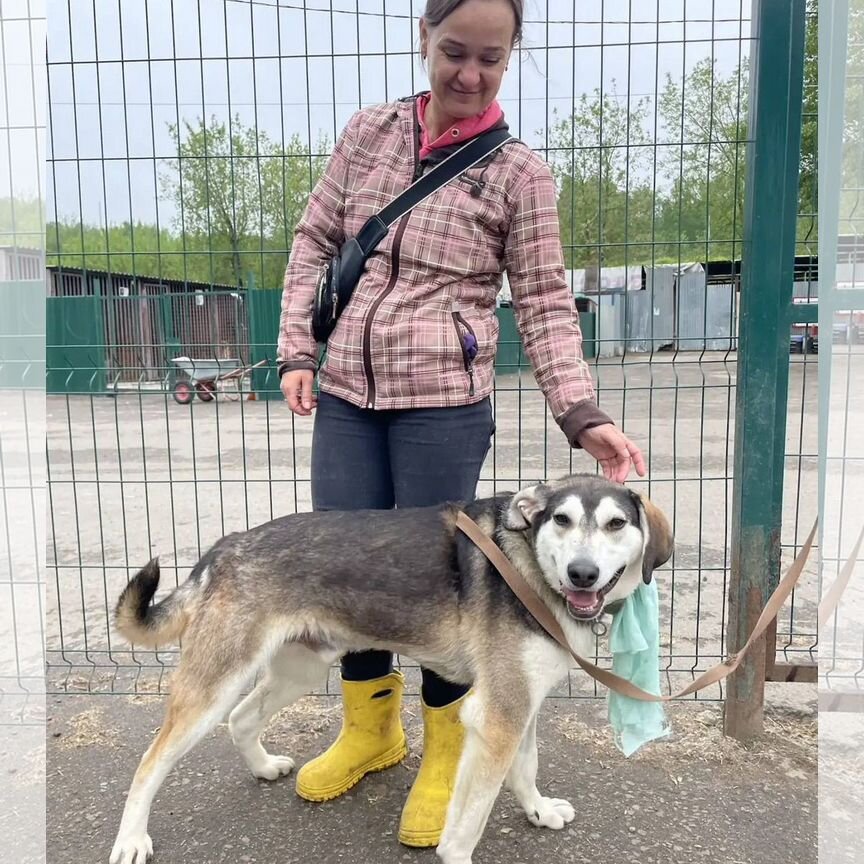 Щенок в добрые руки