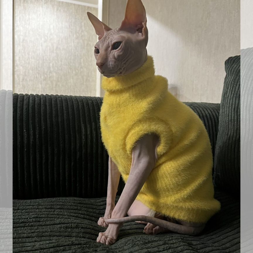 Канадский сфинкс, взрослый кот