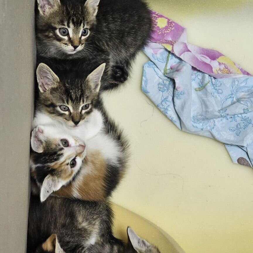 Котята в добрые руки даром