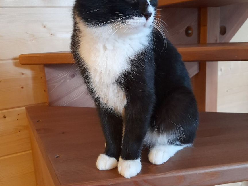 Котик Васенька