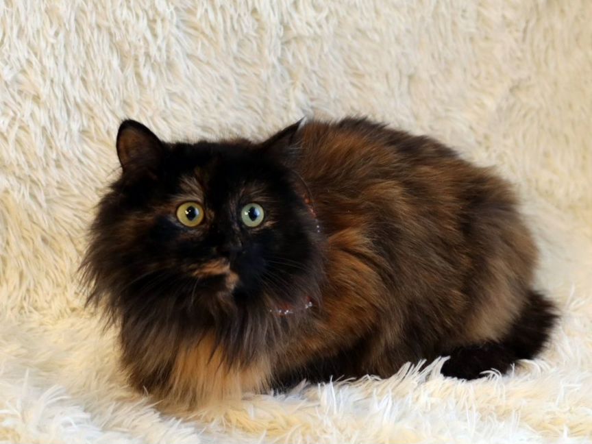 Кошка сибирская Тарти 1 год