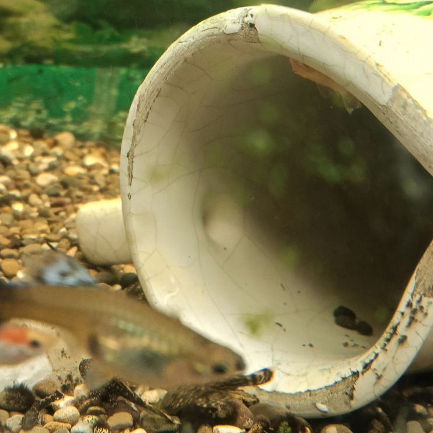 Аквариумные рыбки