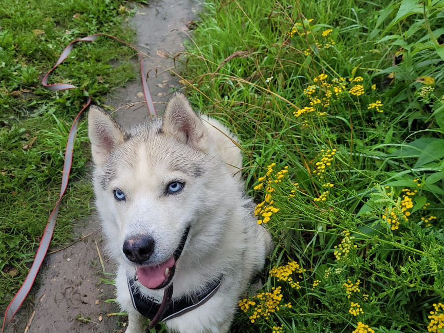 Красавец Скай ищет дом