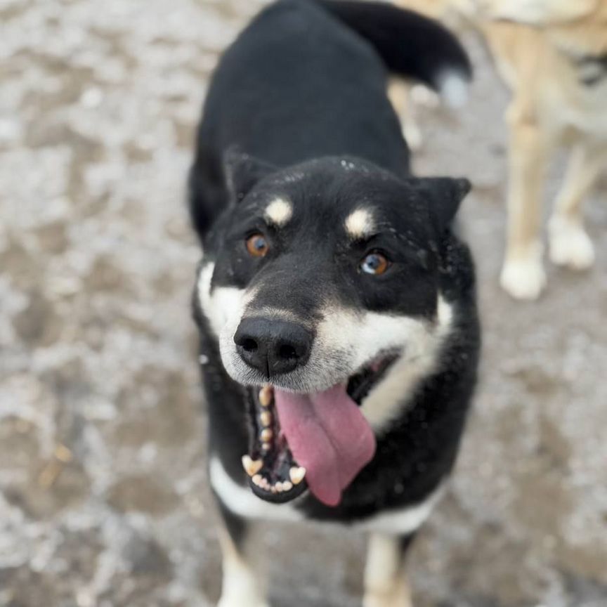 Собака в добрые руки