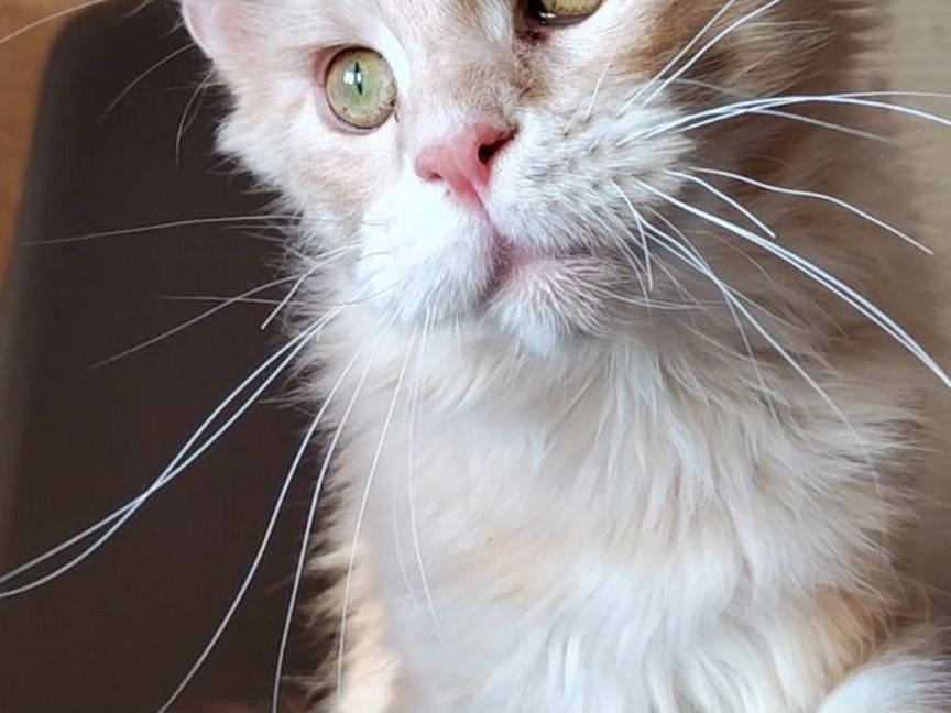 Мейн-кун Андрюша)