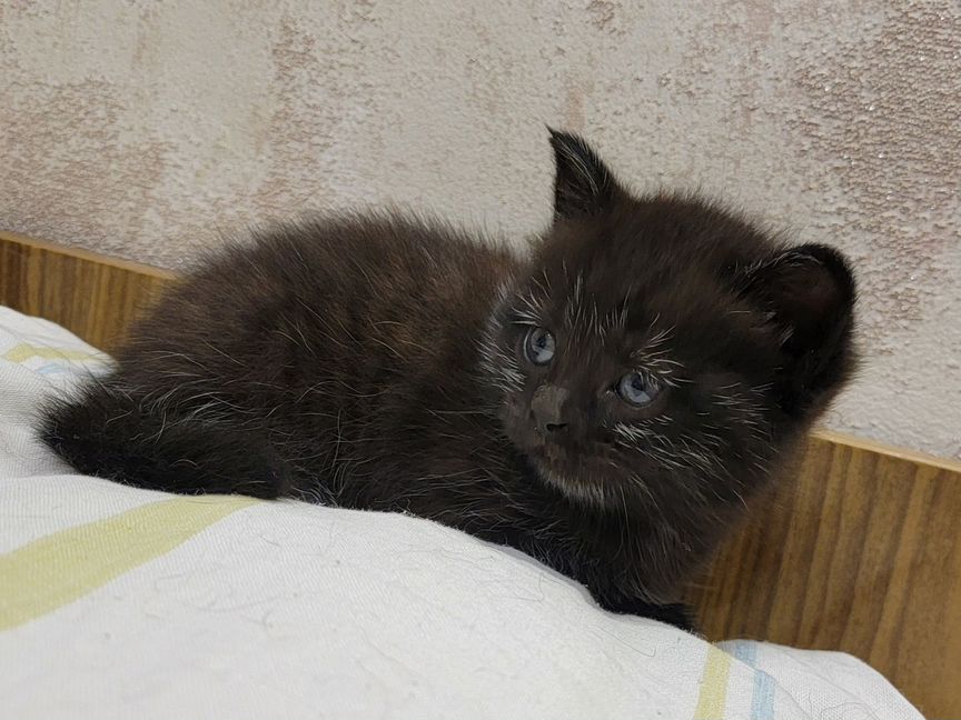 Котята в добрые руки даром