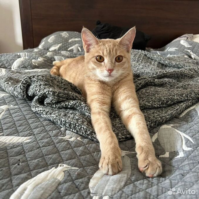 Солнечный Лучик ищет дом