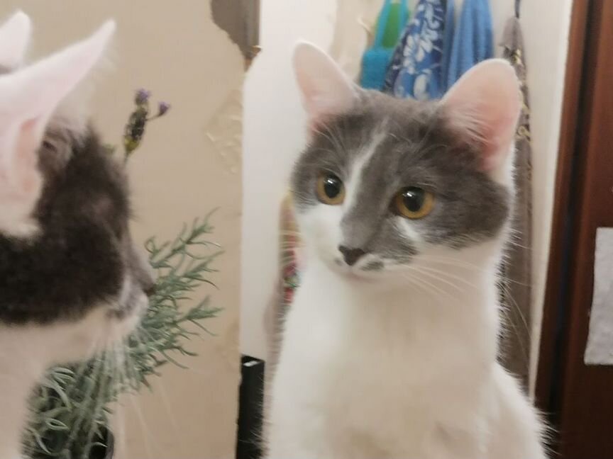 Котята сибирской кошки