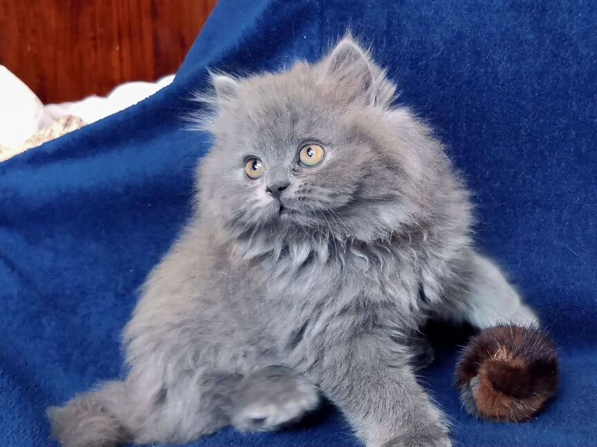 Котята - котики