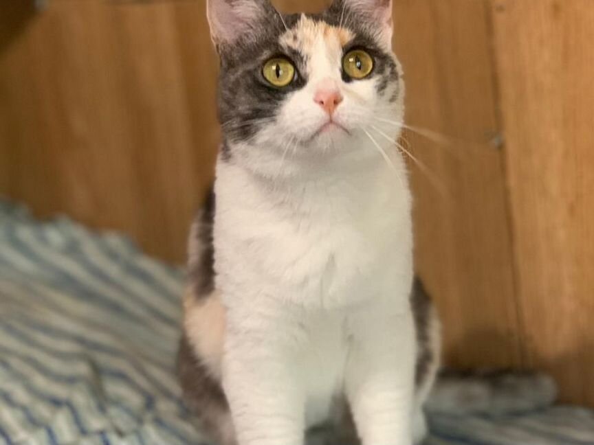 Кошка Сьюзи в добрые руки