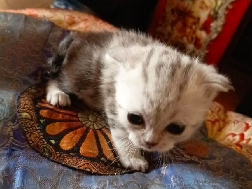 Британскин котята