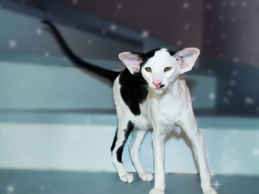 Ориентальные котята экстрим и современный тип