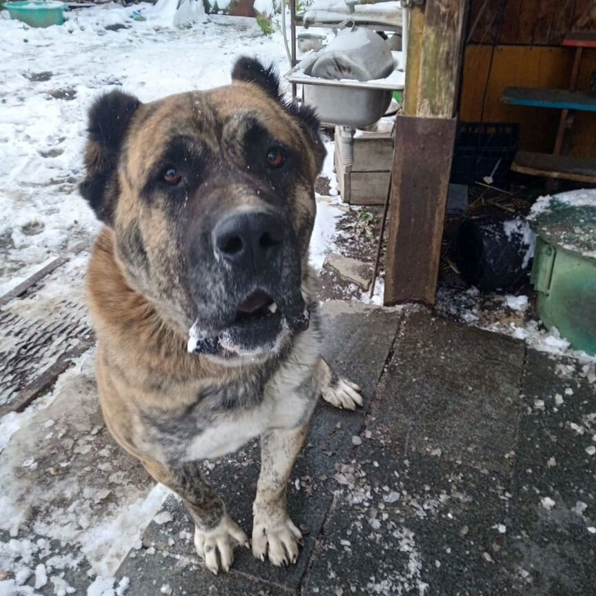 Сао Алабай Грей в добрые руки