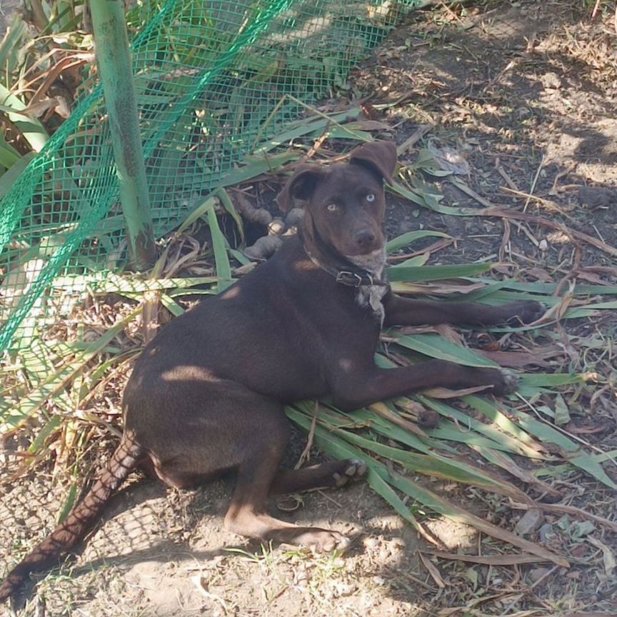 Курцхаар 1 год