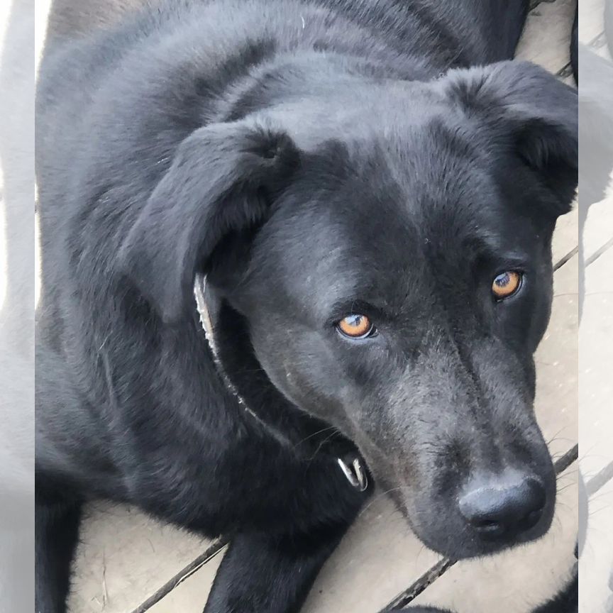 Лабрадор-ретривер, взрослая собака