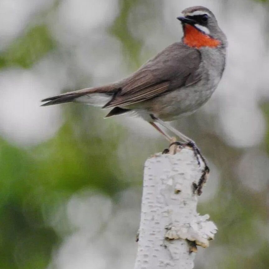 Певчие птицы