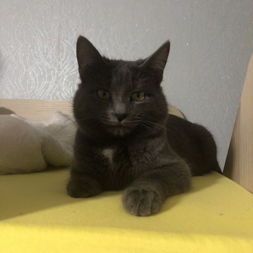 Найден кот
