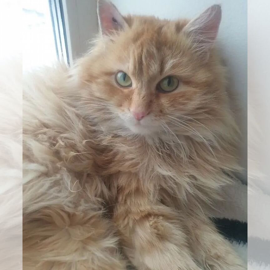 Взрослый кот в добрые руки