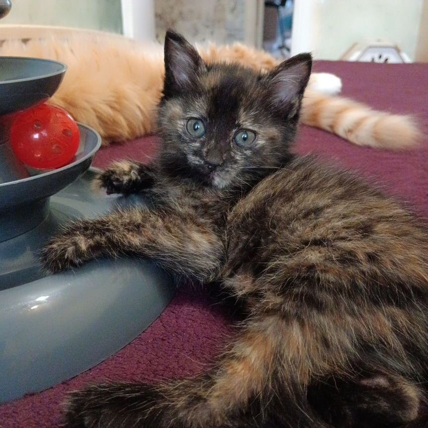 Котенок -девочка