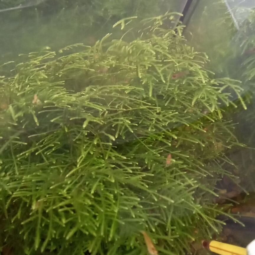 Яванский мох