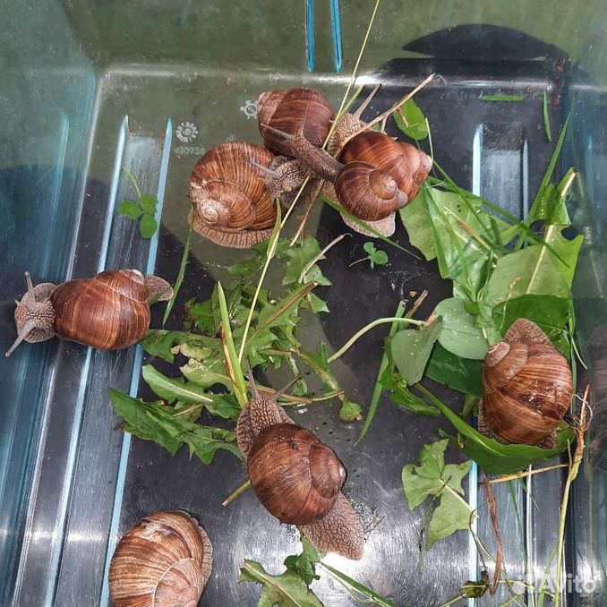 Улитки виноградные