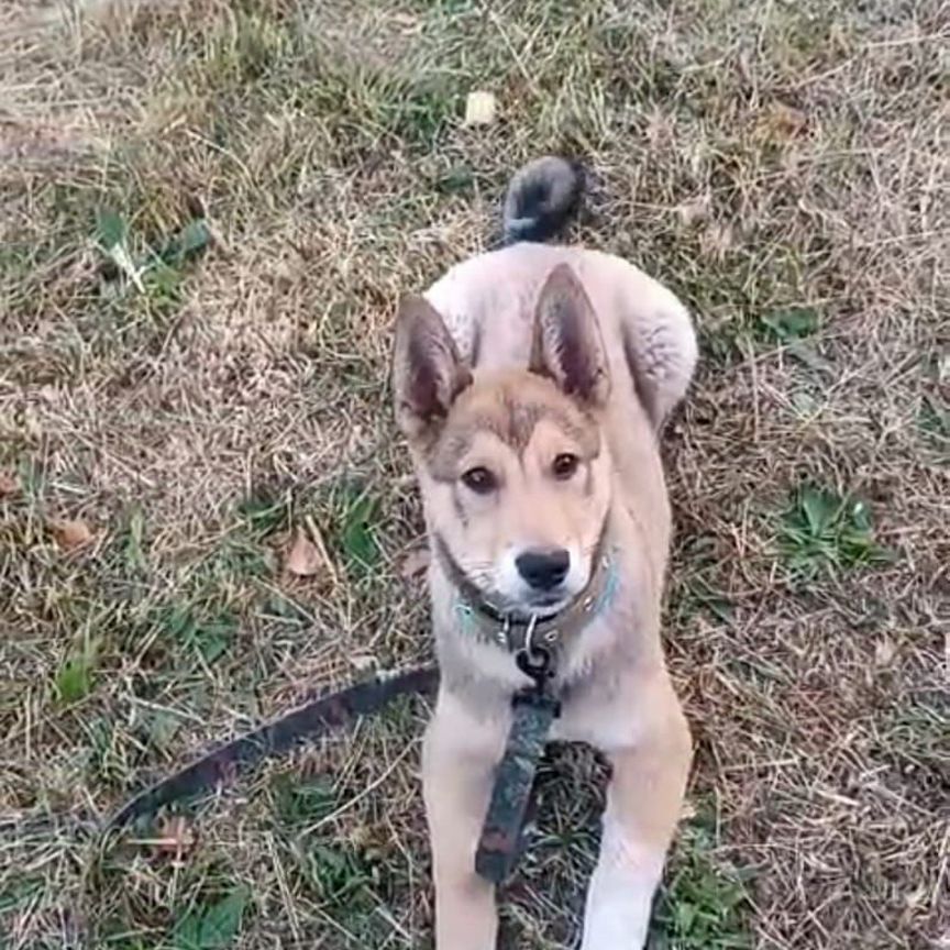 Щенок в добрые руки