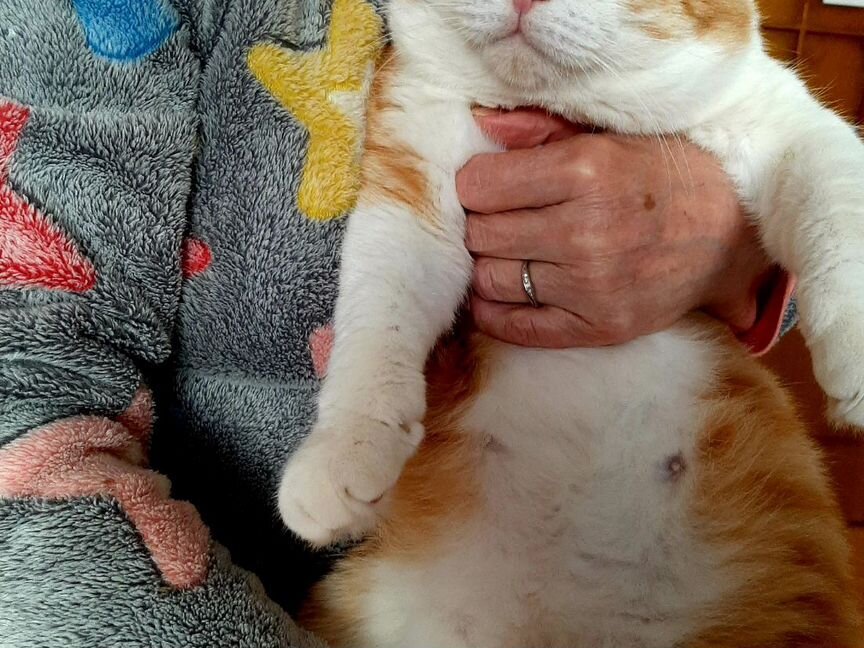 Эмиль в добрые руки