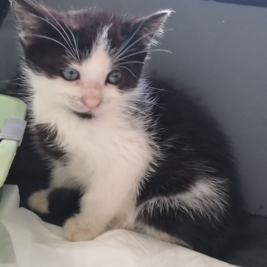 Котёнок в добрые руки