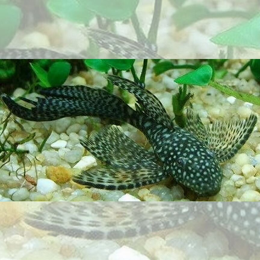 Анцитрус вуалевый