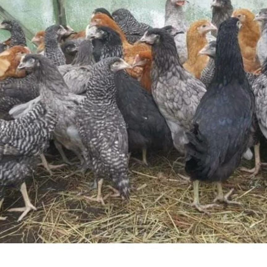 Куры доминант, бентамка петухи