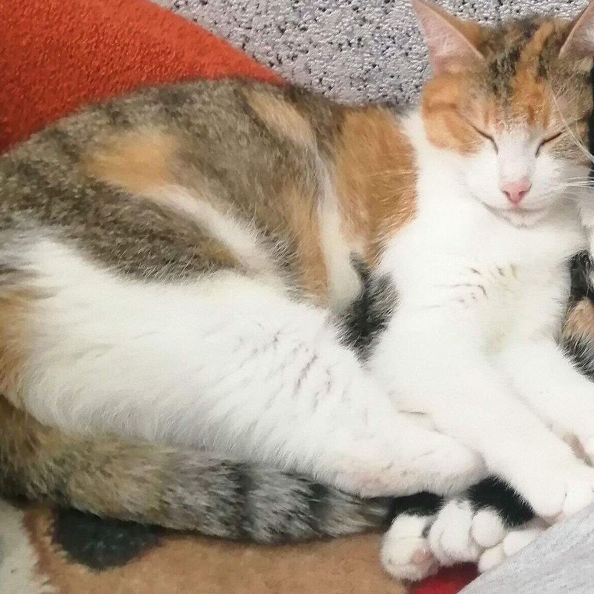 Кошка Мася ищет хозяина