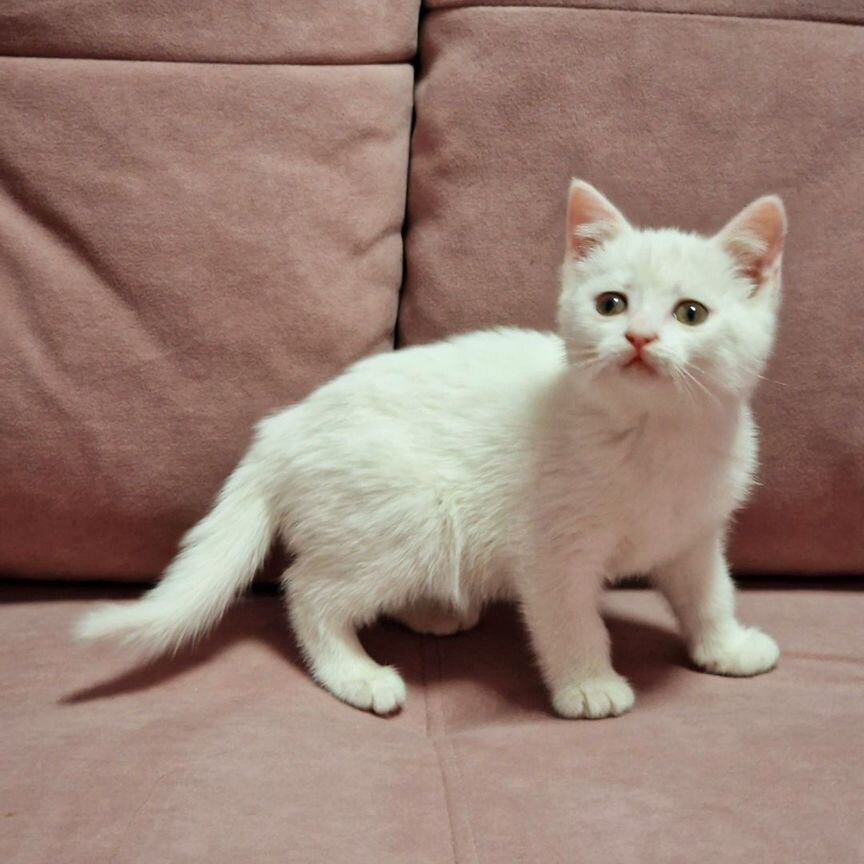 Милахи-беляхи