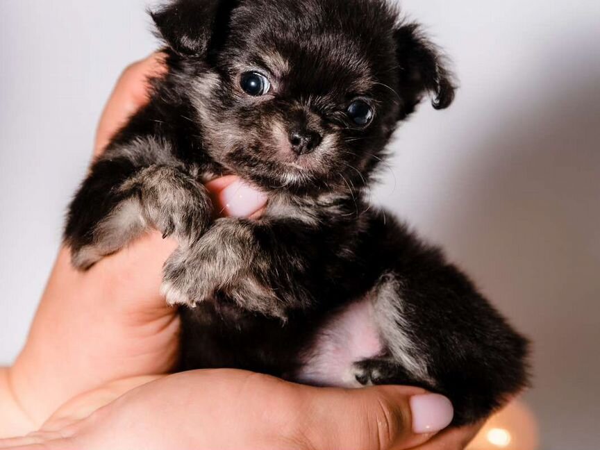 Крошка чихуахуа