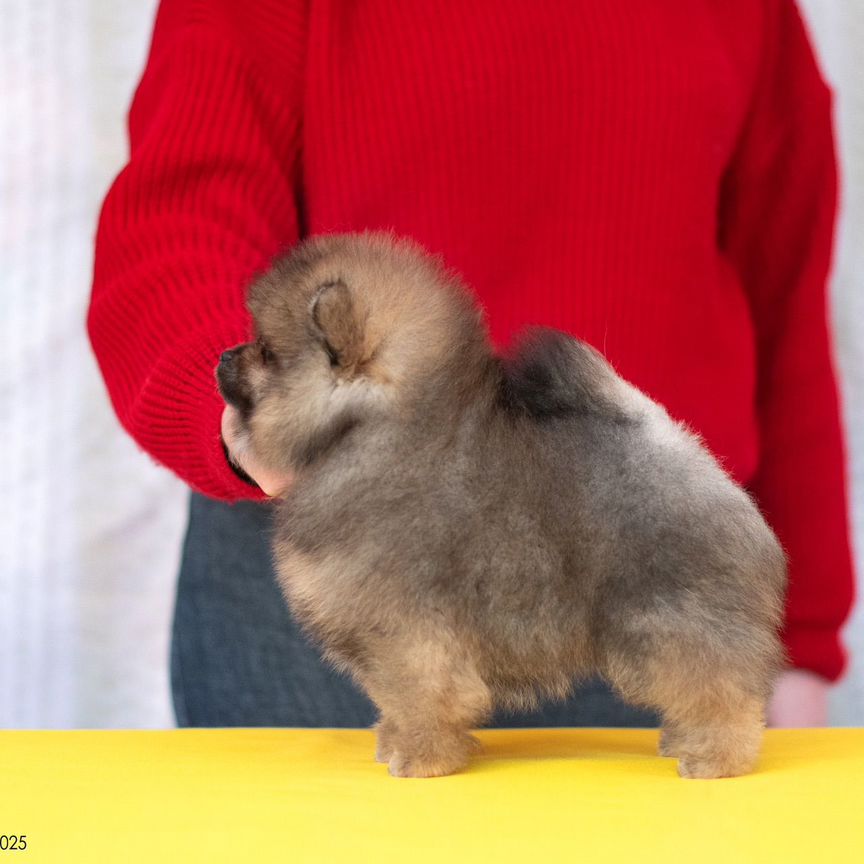 Померанский шпиц